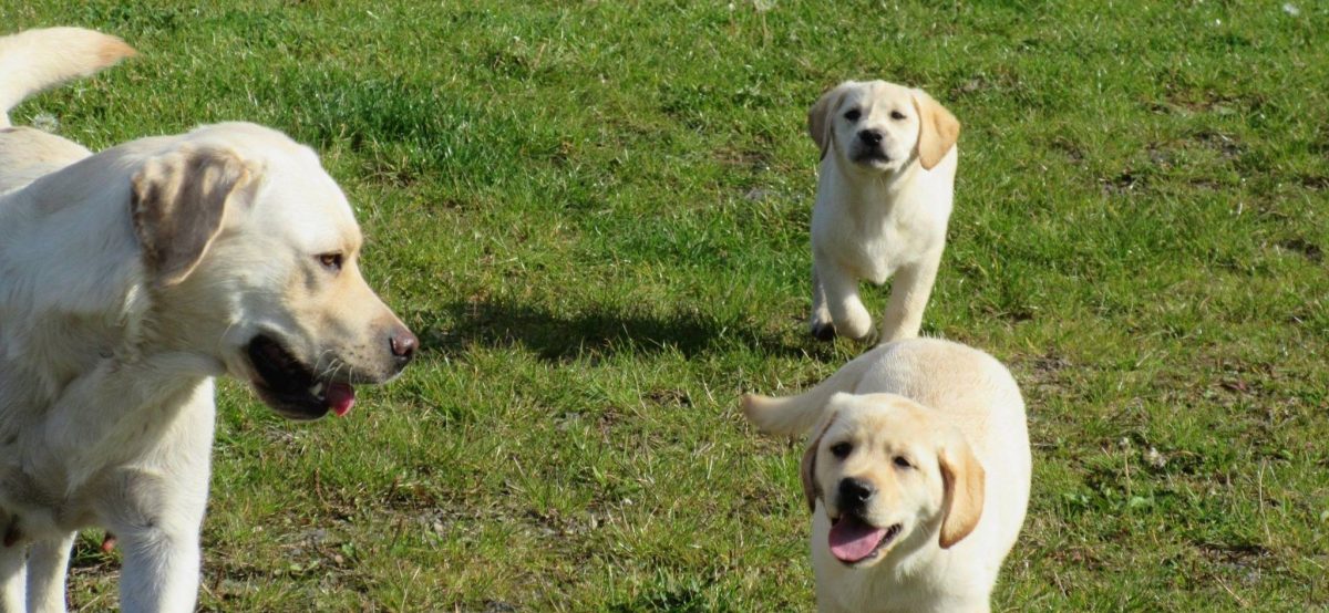 Mikmaq Labs – Award-winning labradors, bred ethically in Herefordshire